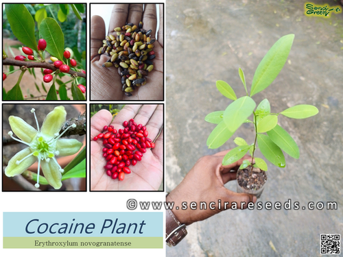 Coca Plant (Erythroxylum novogranatense) | sencirareseedsarea