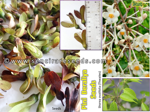 Shorea ovalifolia (Pini Beraliya) Seeds | sencirareseedsarea