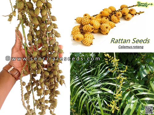 True Rattan (Calamus rotang ) Seeds | sencirareseedsarea
