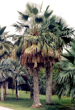 Copernicia alba | sencirareseedsarea