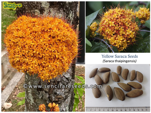 Yellow saraca (Saraca thaipingensis) x4 seeds | sencirareseedsarea