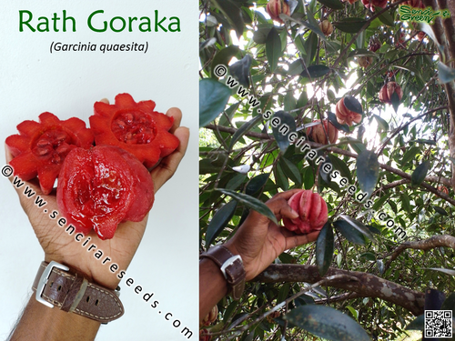 Rath Goraka Seeds (Garcinia quaesita) Rare RED Garcinia x5 seeds ...