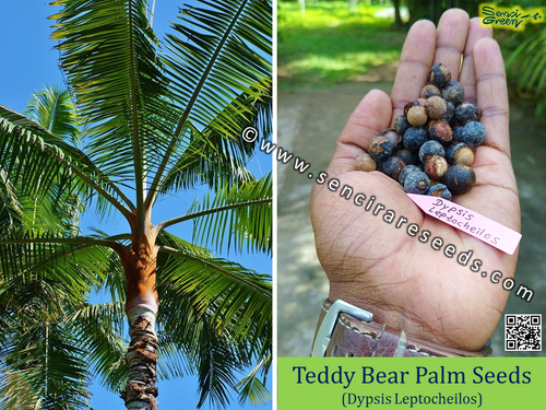 Redneck palm seeds (Dypsis leptocheilos) x20 seeds | sencirareseedsarea