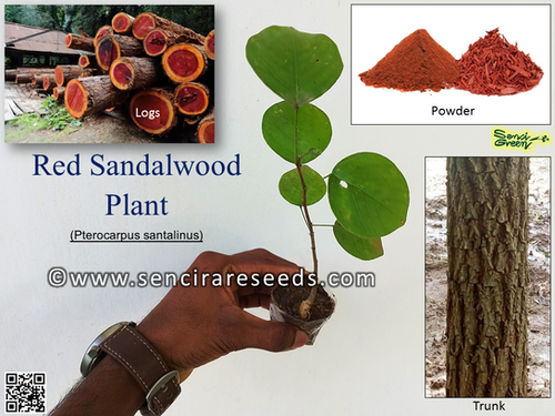 Red Sandal Wood x1 Plant (Pterocarpus santalinus ) 8"-12" Inches Size ...