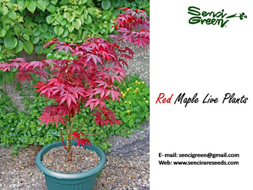 1 1/2 feet Red Maple Plants | sencirareseedsarea