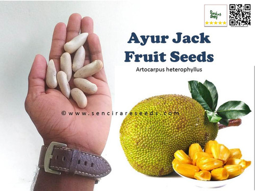 Ayur Jack Fruit Seeds (Artocarpus heterophyllus) | sencirareseedsarea