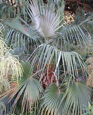 Brahea nitida | sencirareseedsarea