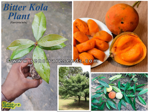 Bitter kola exotic fruit plant (Garcinia kola) | sencirareseedsarea