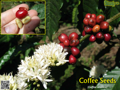 Arabica Coffee Seeds for planting (Coffea arabica) x20 Seeds very fresh ...
