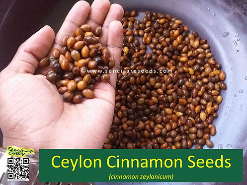 100% Fresh Ceylon cinnamon 100 Seeds | sencirareseedsarea