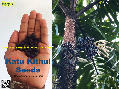 Katu kithul seeds (Oncosperma fasciculatum) x05 seeds | sencirareseedsarea