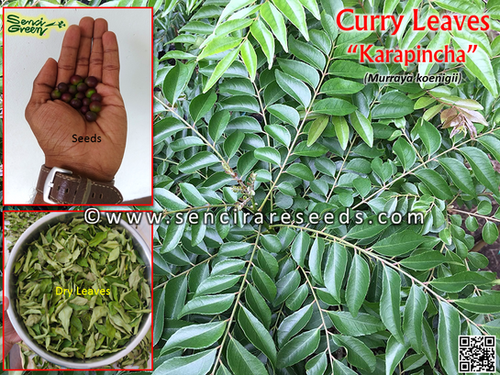 Buy Curry Leaf (Murraya koenigii) Fresh Seeds Online - 10 Pack