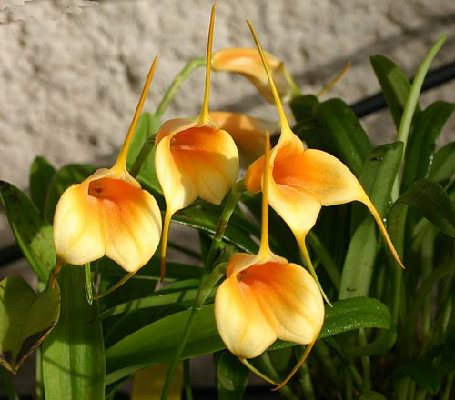 Masdevallia davisii | sencirareseedsarea