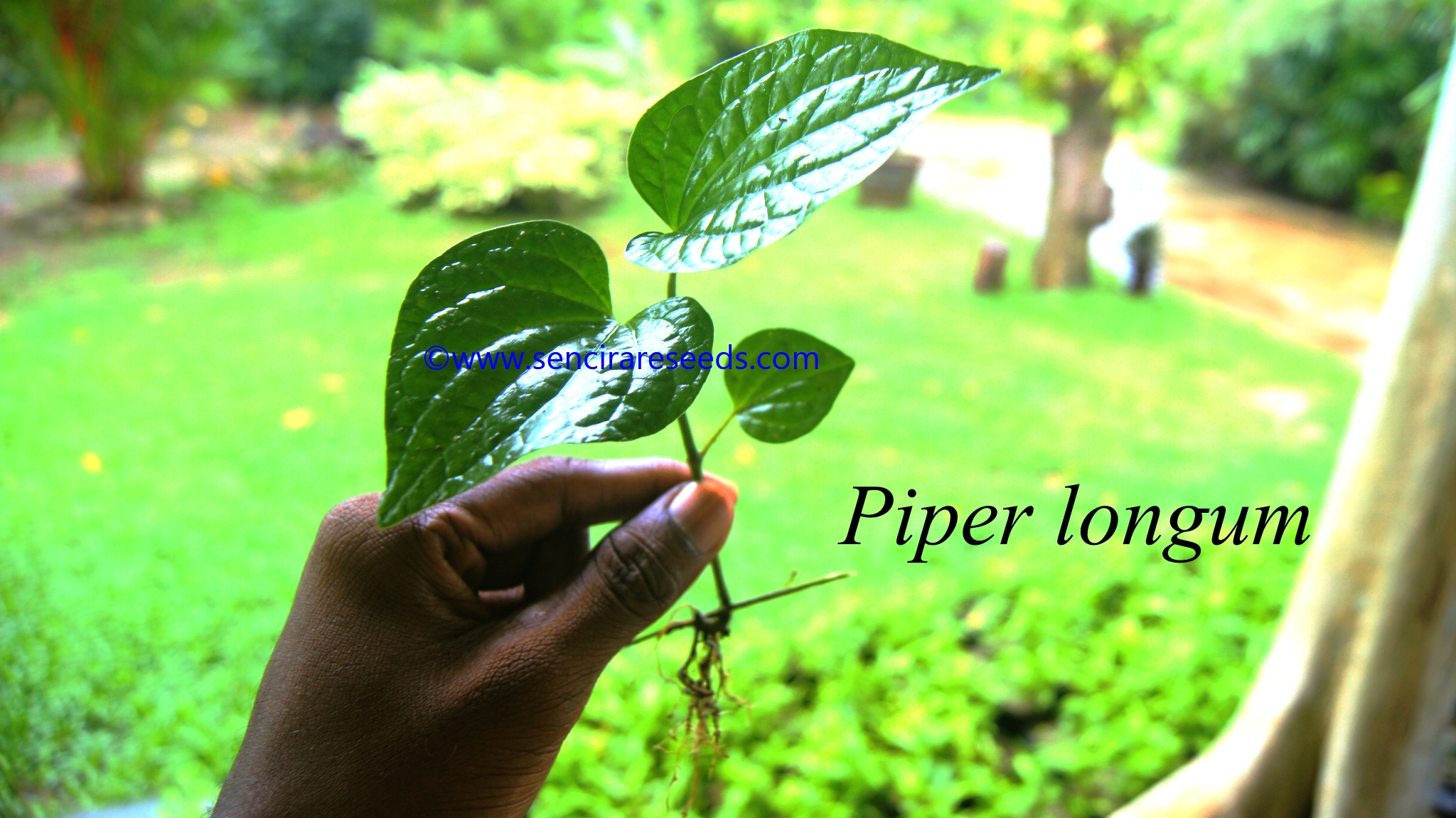 Home | Senci Rare Seeds Area