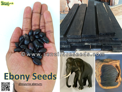 Ebony Tree Seeds (Diospyros ebenum) 100% Fresh 10 seeds ...