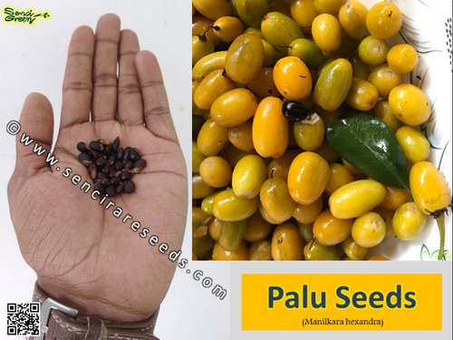 Palu fruit x10 seeds (Manilkara hexandra) | sencirareseedsarea