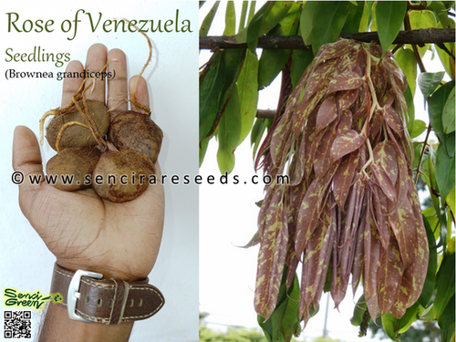 Rose of Venezuela (Brownea grandiceps) x1 Seedling | sencirareseedsarea
