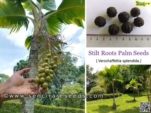Stilt Roots Palm Seeds (Verschaffeltia splendida) 100% Fresh x10 Seeds ...