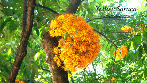 Yellow saraca seedlings (Saraca thaipingensis) | sencirareseedsarea