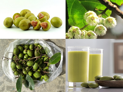 Weralu | Ceylon Oliver Seeds | Elaeocarpus serratus | sencirareseedsarea