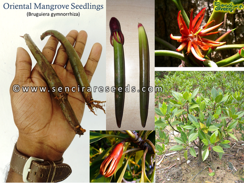 Oriental mangrove seedlings (Bruguiera gymnorhiza) | sencirareseedsarea
