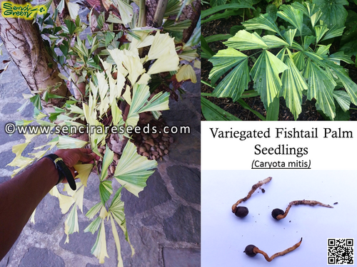 Caryota mitis "variegated" Fishtail Jaggery Palm Rare x10 seedlings ...