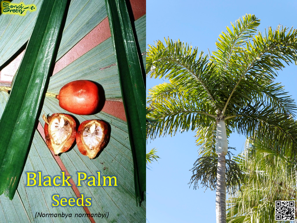 Palm Seeds | sencirareseedsarea