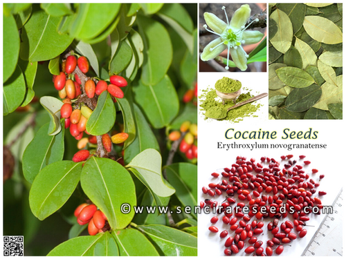Coca Seeds (Erythroxylum novogranatense) cocaine x05 seeds ...