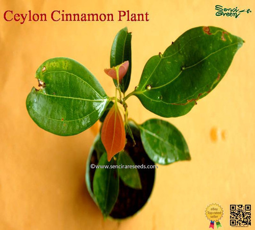 Ceylon CINNAMON SPICE TREE | sencirareseedsarea