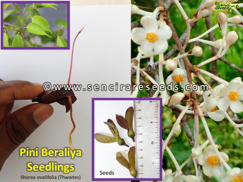 Shorea ovalifolia (Pini Beraliya) Seedlings | sencirareseedsarea