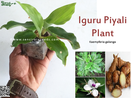Inguru Piyali (Kaempferia galanga) Live Plant | sencirareseedsarea