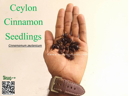 Ceylon cinnamon 25 seedlings (Cinnamomum zeylanicum) | sencirareseedsarea