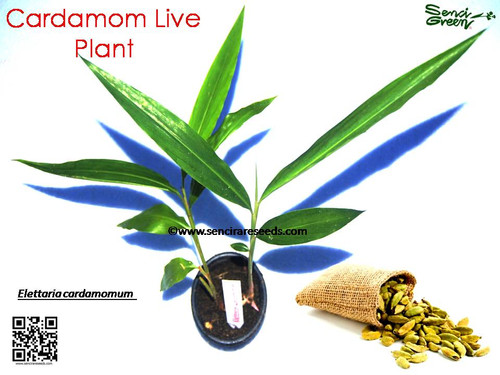 Cardamom Live Plant (8"-12" size) | sencirareseedsarea