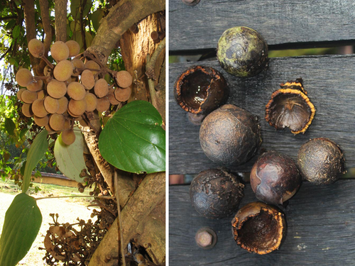 Venival x05 Seeds (Coscinium fenestratum) | sencirareseedsarea