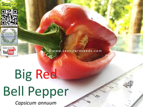Big Red Bell Pepper "Bcapsicum annuu" | Fresh seeds | sencirareseedsarea
