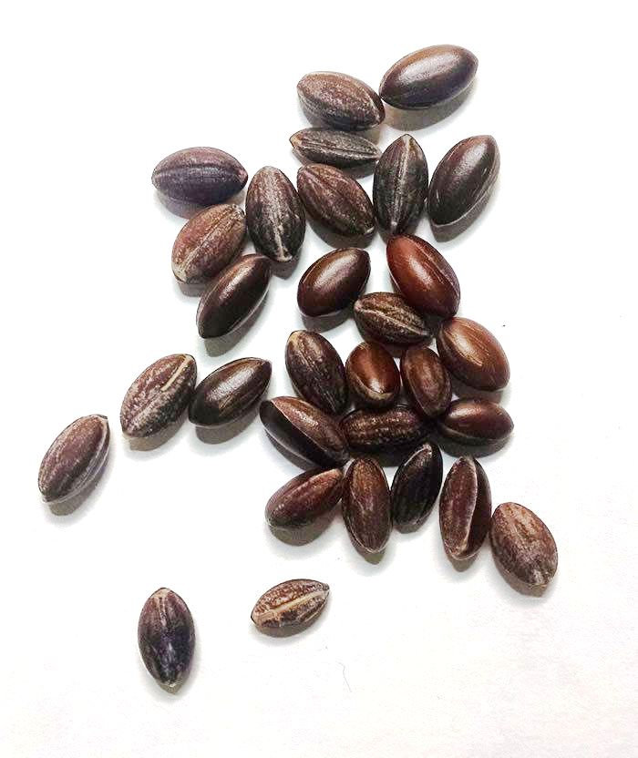 Miracle fruit (Synsepalum dulcificum) seeds | sencirareseedsarea