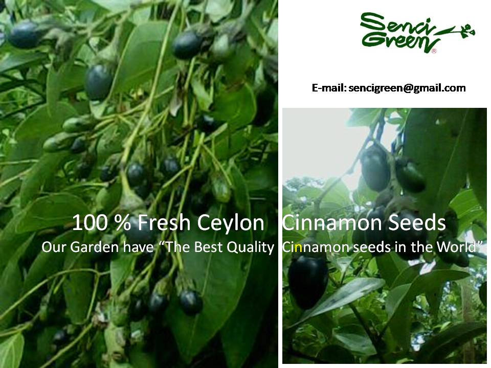Ceylon cinnamon seeds (20 Seeds) | sencirareseedsarea