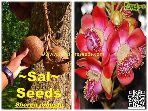 Shorea Robusta Flower seeds / flowering tree / Sal tree 10 seeds ...