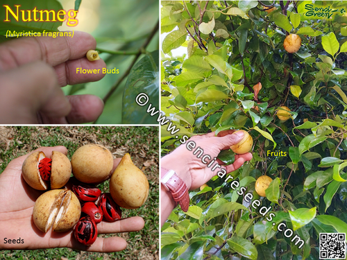 Nutmeg seeds for planting (Myristica fragrans) 100% fresh ...