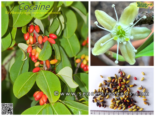Coca Seeds (Erythroxylum novogranatense) cocaine x10 seeds ...