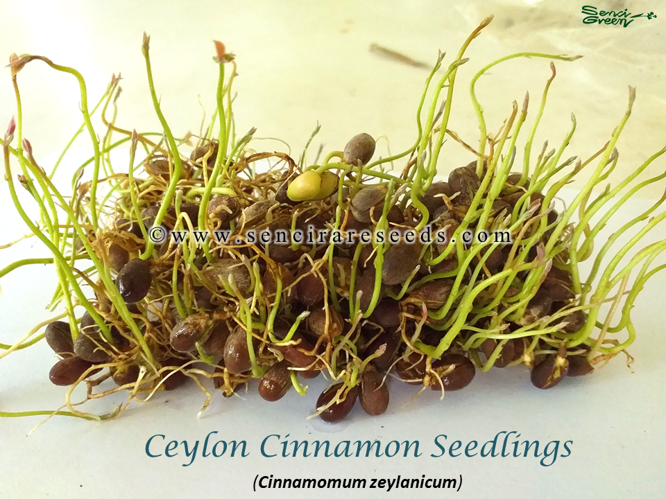 Seedlings | Senci Rare Seeds Area