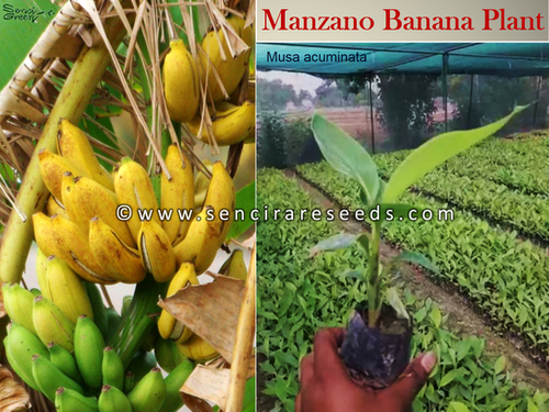 Manzano Banana tissue culture Plant Apple Banana x1 (Musa acuminata ...