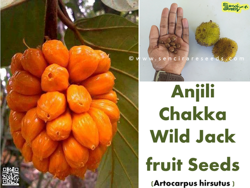Wild Jack, Anjili Chakka (Artocarpus hirsutus) Seeds | sencirareseedsarea