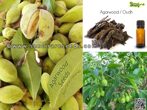 Oud, Agarwood 100+ Seeds (Aquilaria crassna) Fresh seeds ...