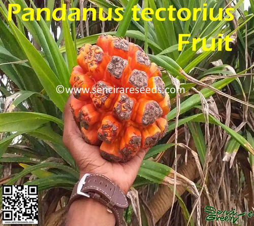Hawaiian HALA Stilt Root Screw~ Pine Pandanus tectorius x05 Seeds ...