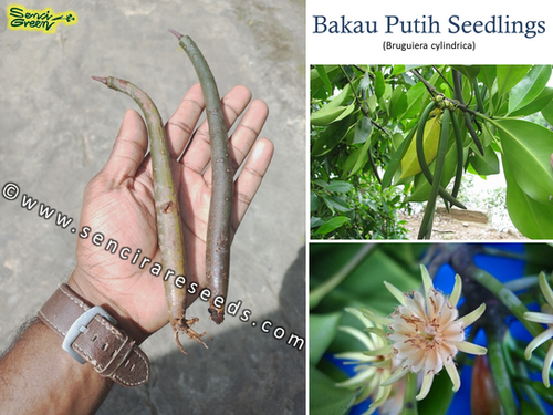 Pakau Putih Mangrove Seedlings (Bruguiera cylindrica) | sencirareseedsarea