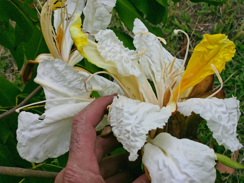 Nkoba flower seeds (Baikiaea insignis) rare large flowers x4 Seeds ...