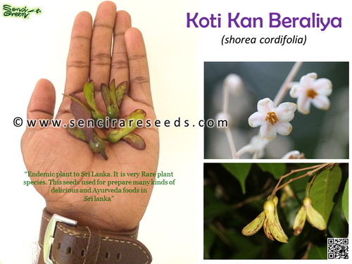 Koti kan Beraliya Seeds (Shorea cordifolia) Rare herbal x10 seeds ...