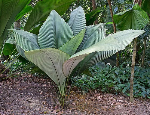 Johannesteijsmannia magnifica | sencirareseedsarea