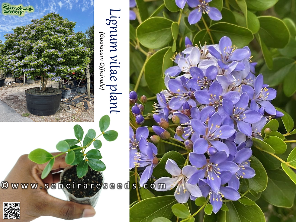 Lignum vitae plant (Guaiacum Officinale ) Heaviest Wood ...